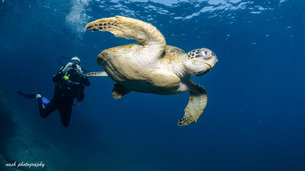Home - Mola Mola Diving Center
